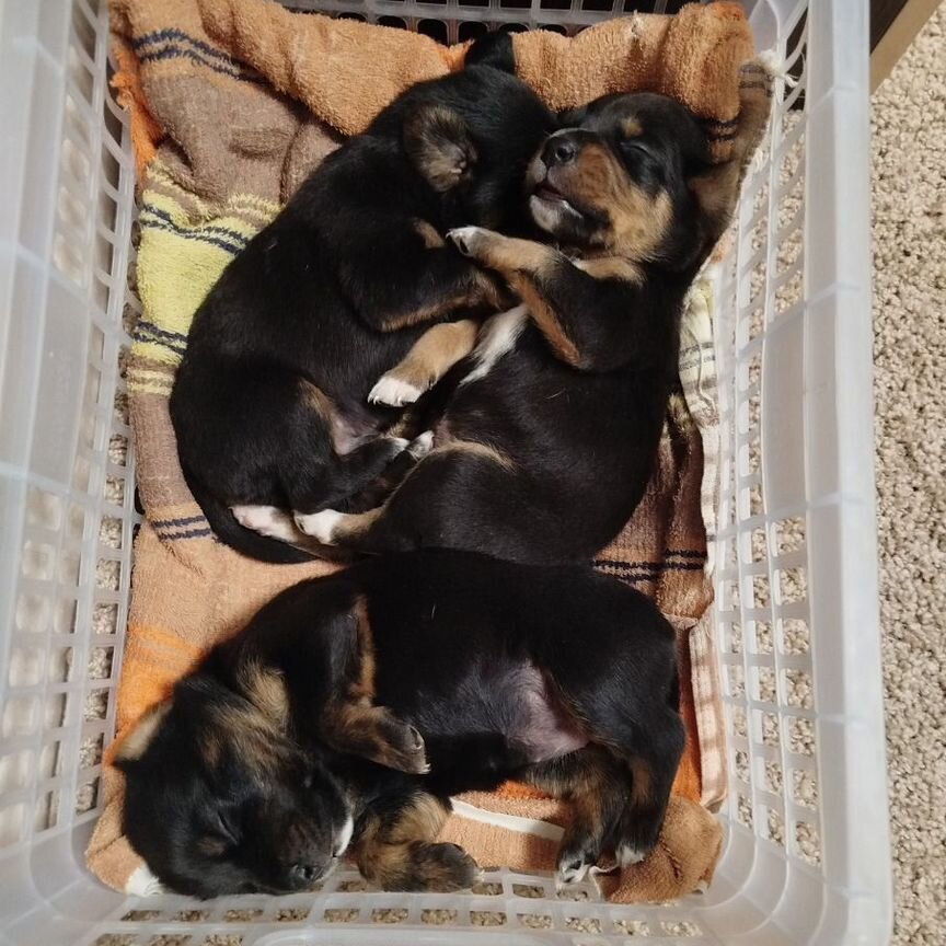 Бигль, щенок