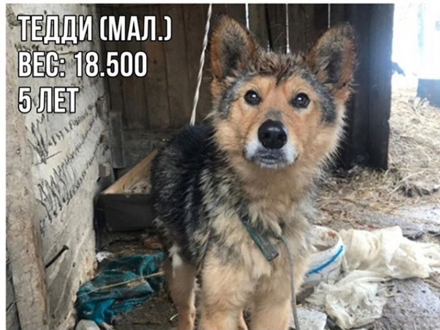 Собака в добрые руки