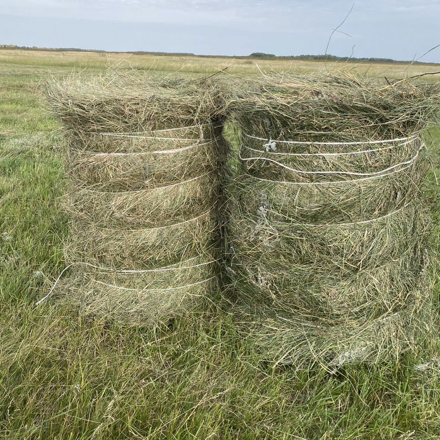 Продам сено в рулонах