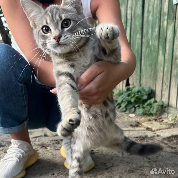 Котята ищут дом. Бабушка хозяйка умерла