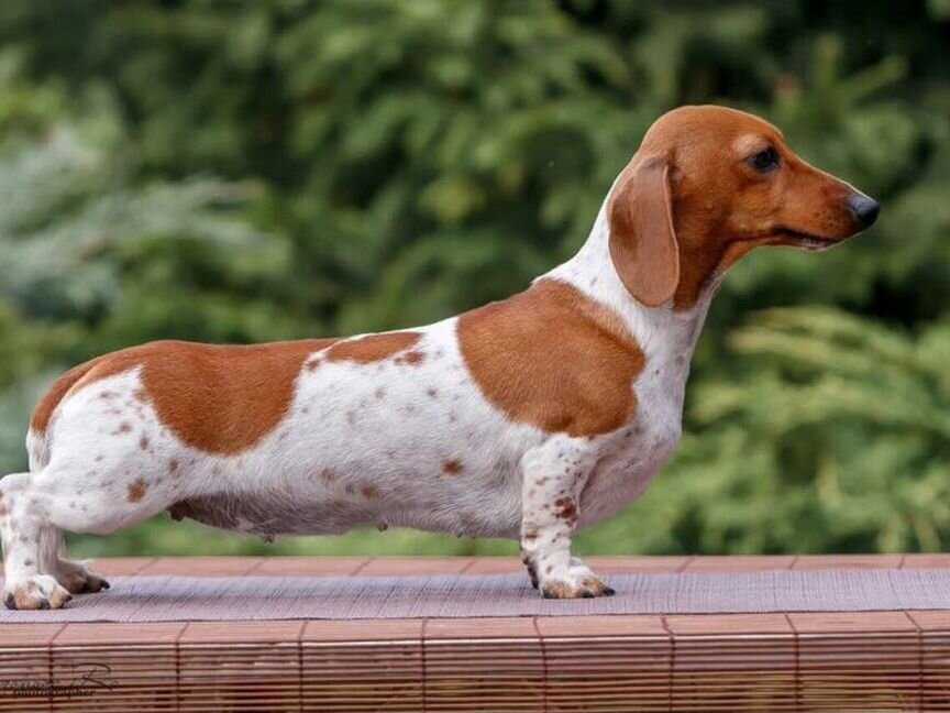 Таксы пайболд, миниатюра