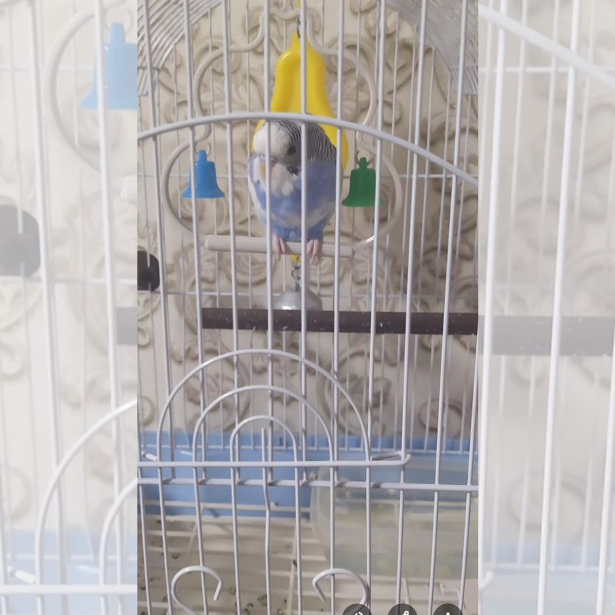 Волнистый попугай с клеткой