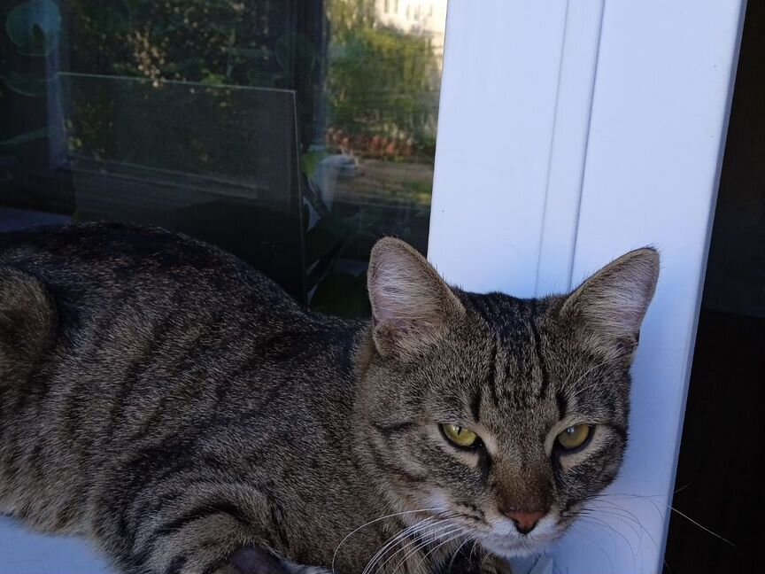 Потерялся котик