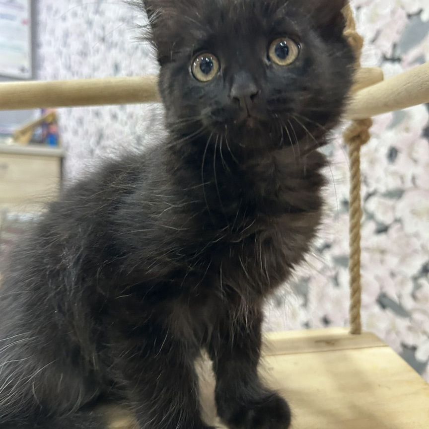 Собутыльник