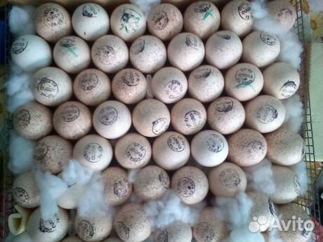 Яйцо инкуб. Индейки (Big-6, Hybrid Converter) 2023