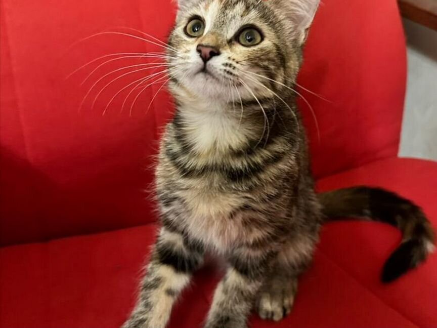 Принцесса Лея ищет дом