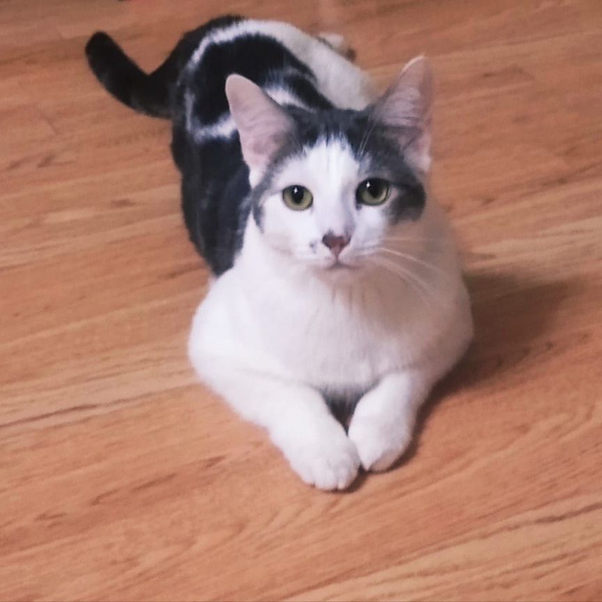 Кошка