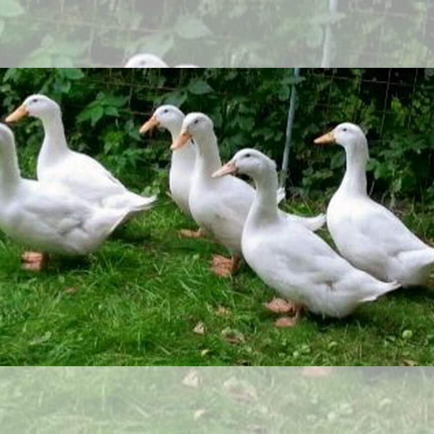 Утята Агидель 34