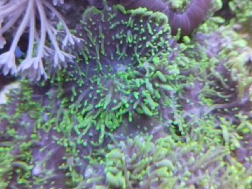 Мягкий коралл родаксис