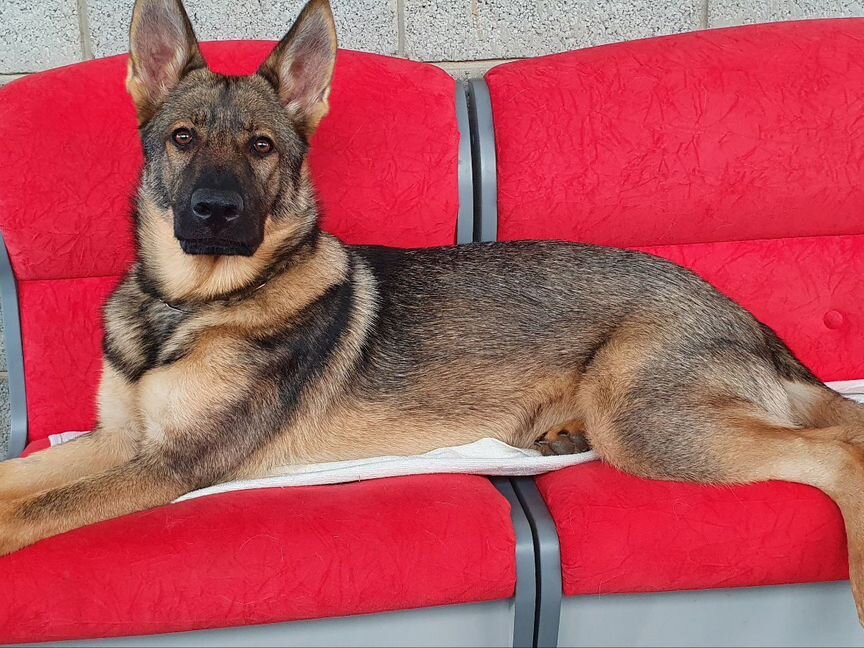 Щенки немецкой овчарки рабочего разведения