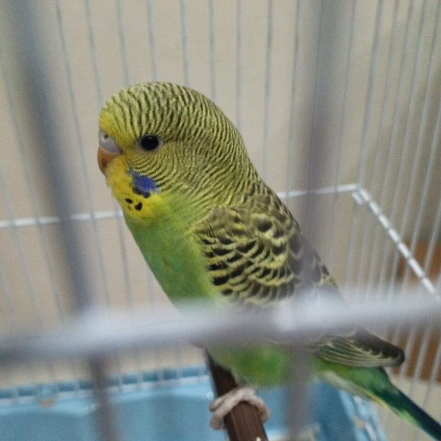 Птенцы волнистый попугай