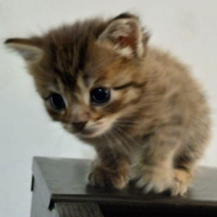 Милые котята в добрые руки