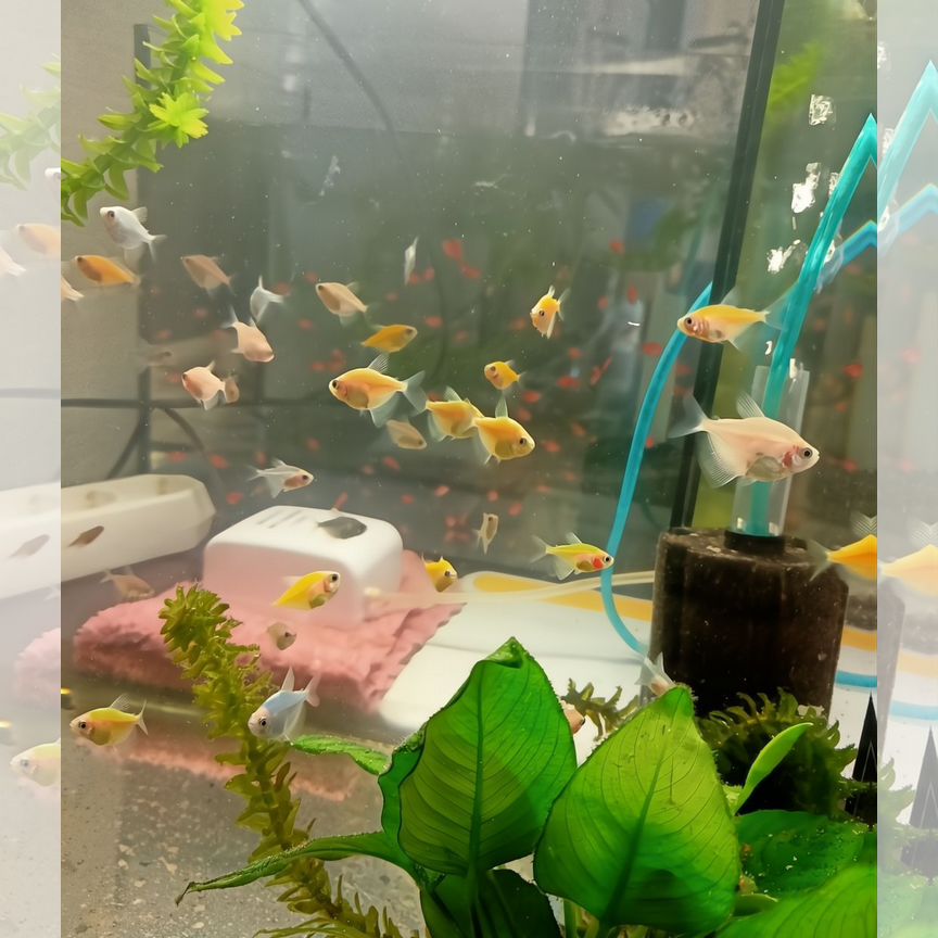 Рыбки тернеции glofish