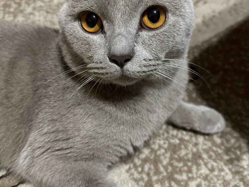 Британский голубой котенок