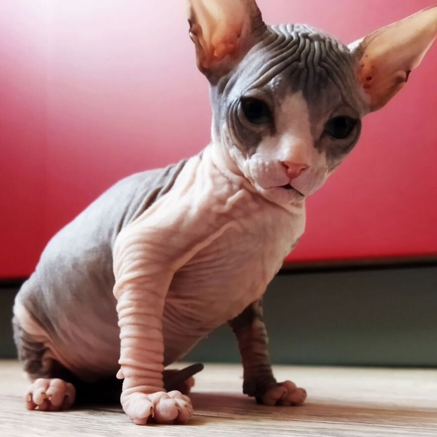 Донской сфинкс котята