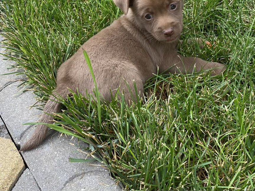 Щенок 2 мес (девочка)