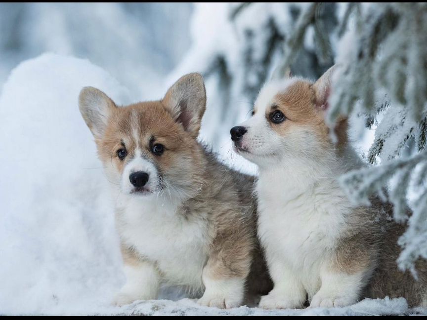 Вельш-корги пемброк