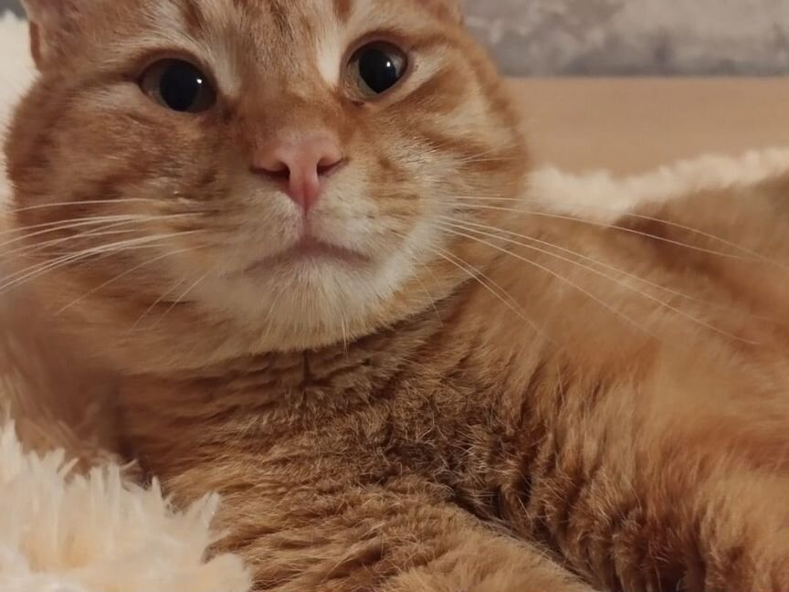 Котик