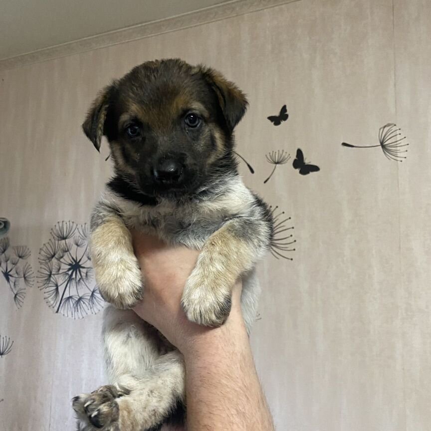 Щенок мальчик1 мес