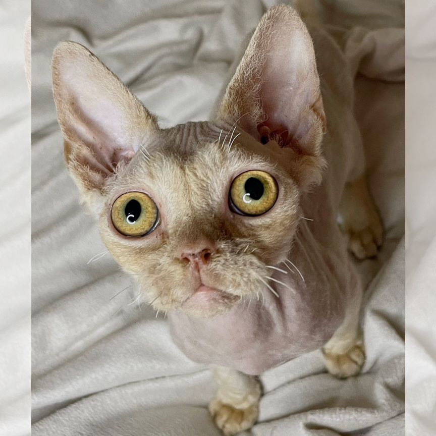 Девон-рекс котёнок