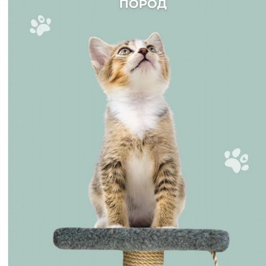 Домик для котёнка