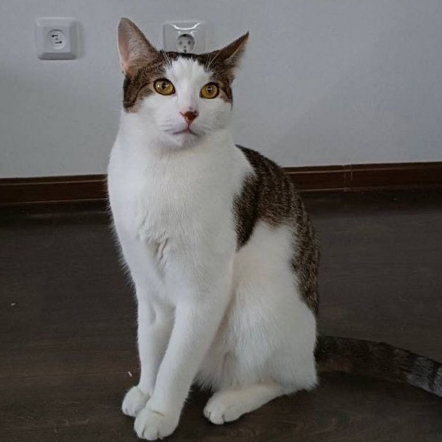 Взрослый кот в добрые руки