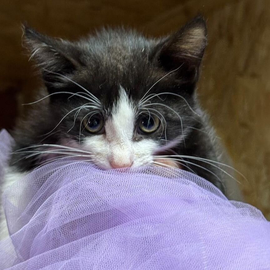 Котенок в семью