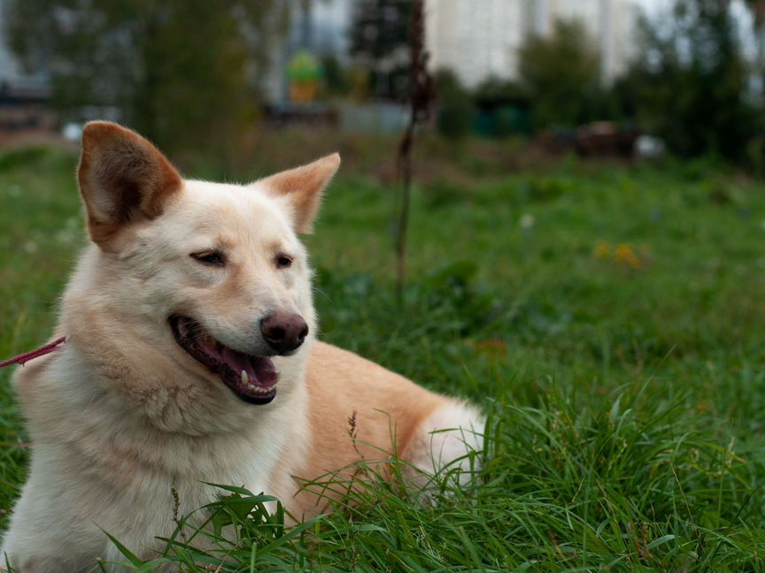 Швейцарская овчарка в добрые руки