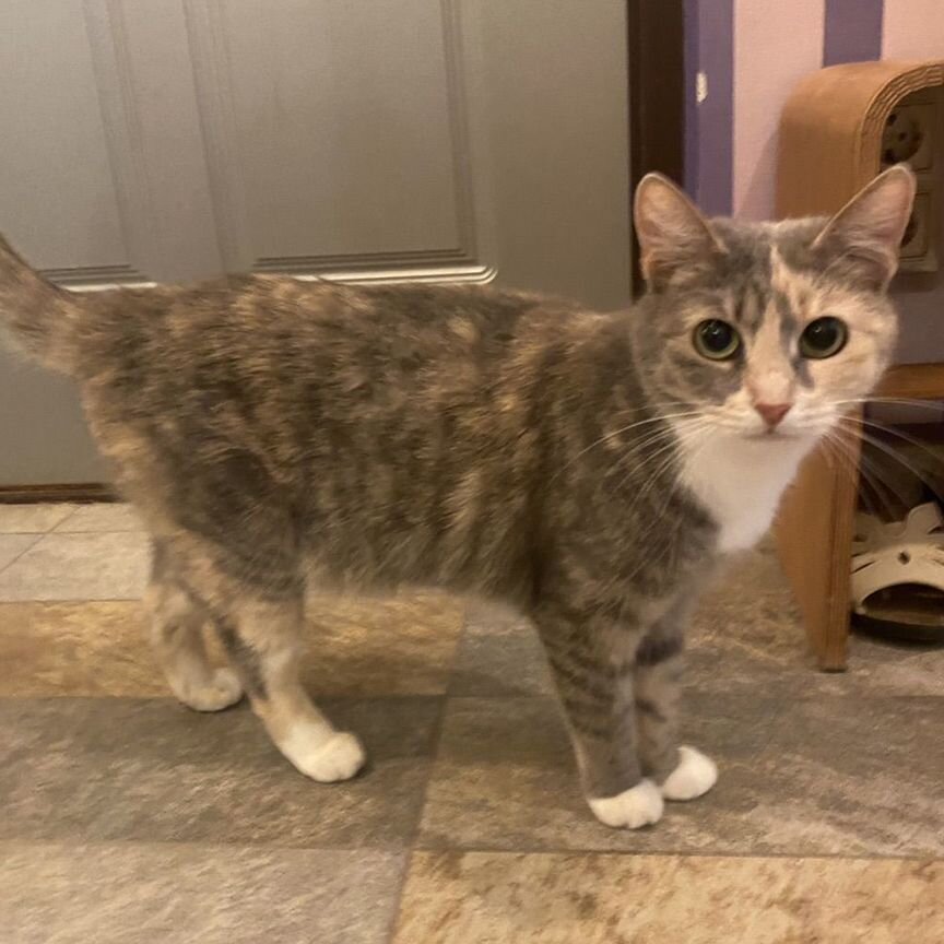 Британская короткошёрстная, взрослая кошка