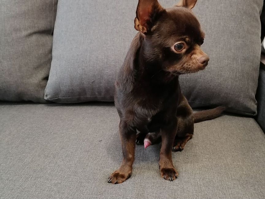 Вязка кобель чихуахуа