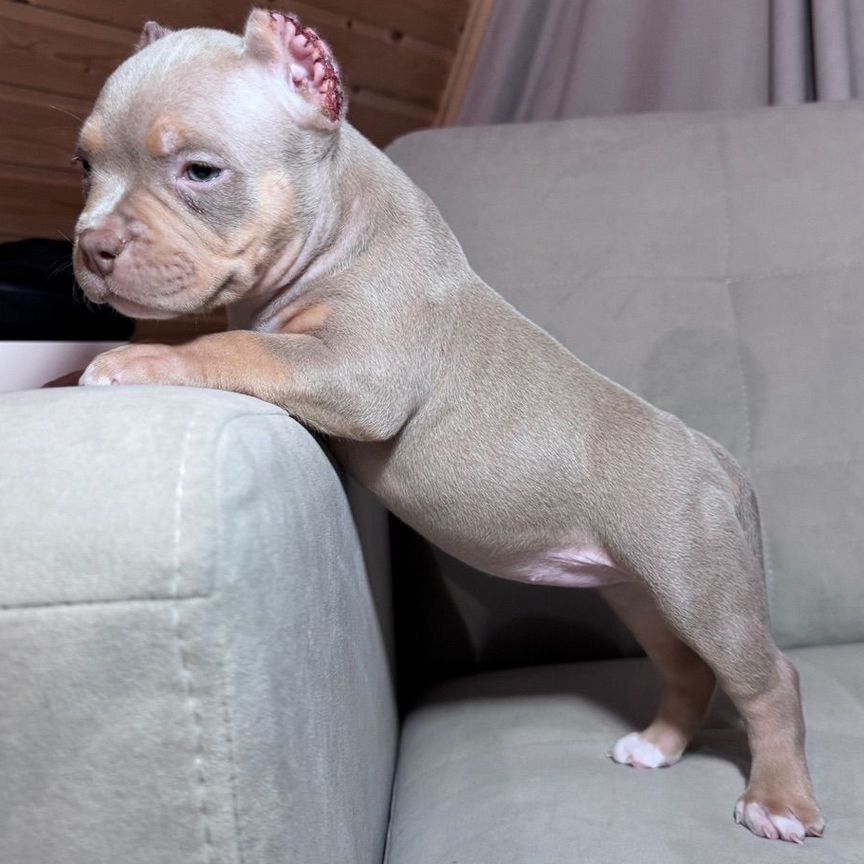 Американский булли, щенок