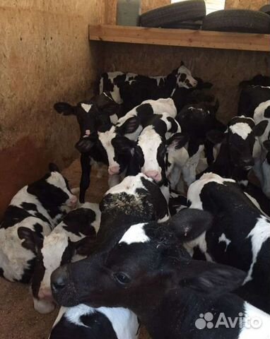 Бычки телята