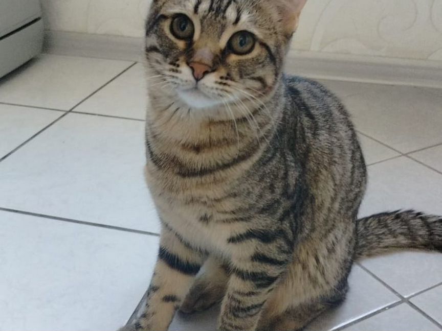 Домашние животные котята