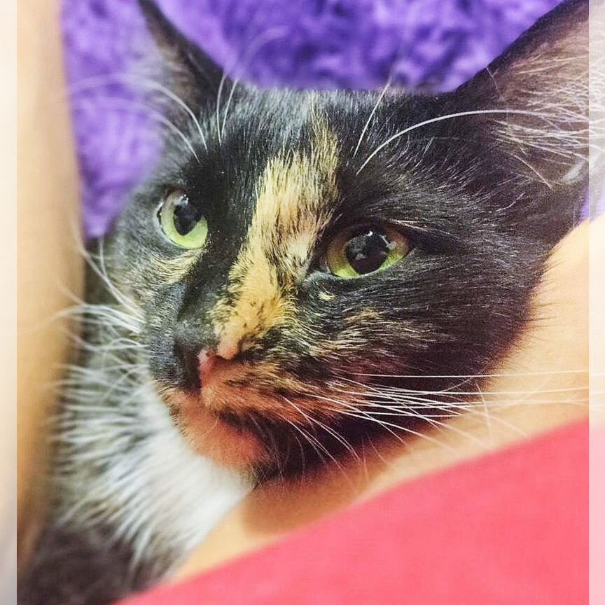 Трехцветная кошечка в любящую семью