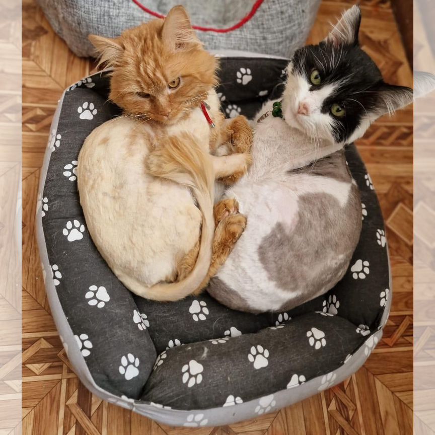 Ласковые котики в добрые руки