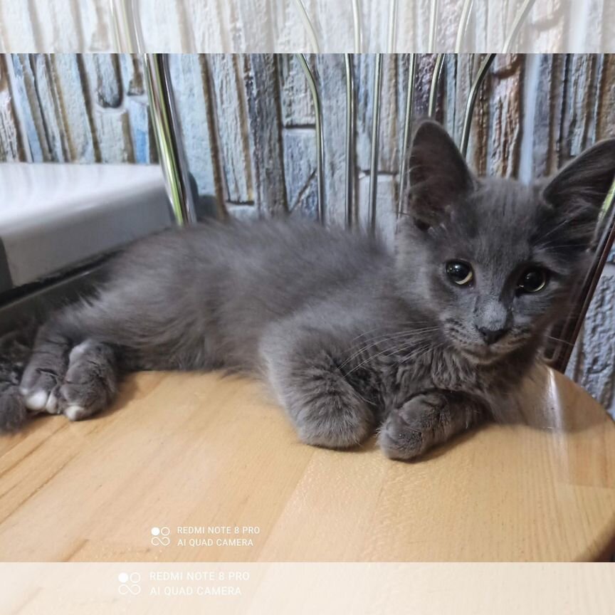 Котёнок Блюм ищет дом