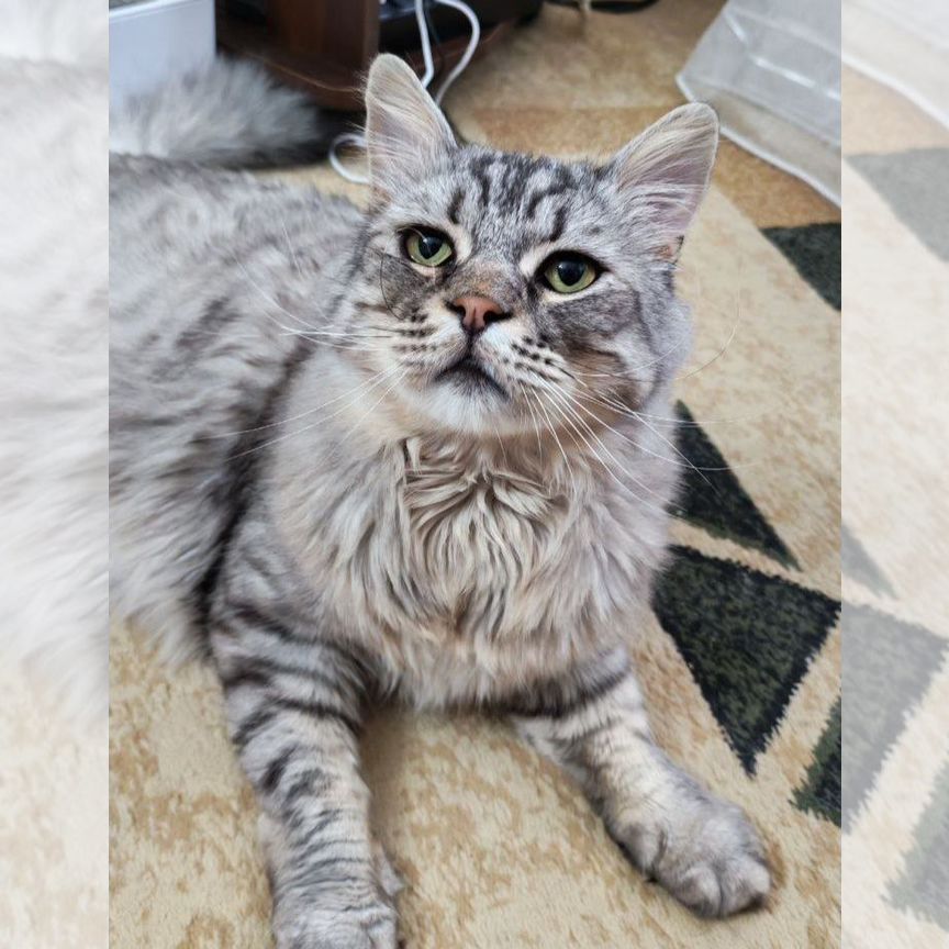 Взрослый кот в добрые руки