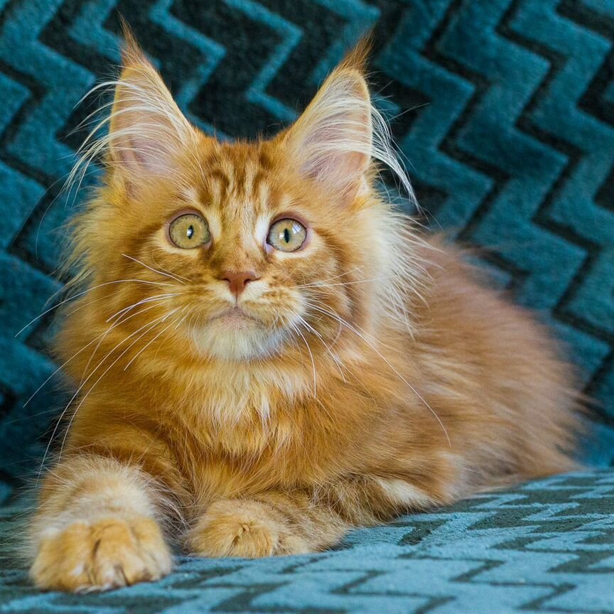 Мейн-кун котёнок