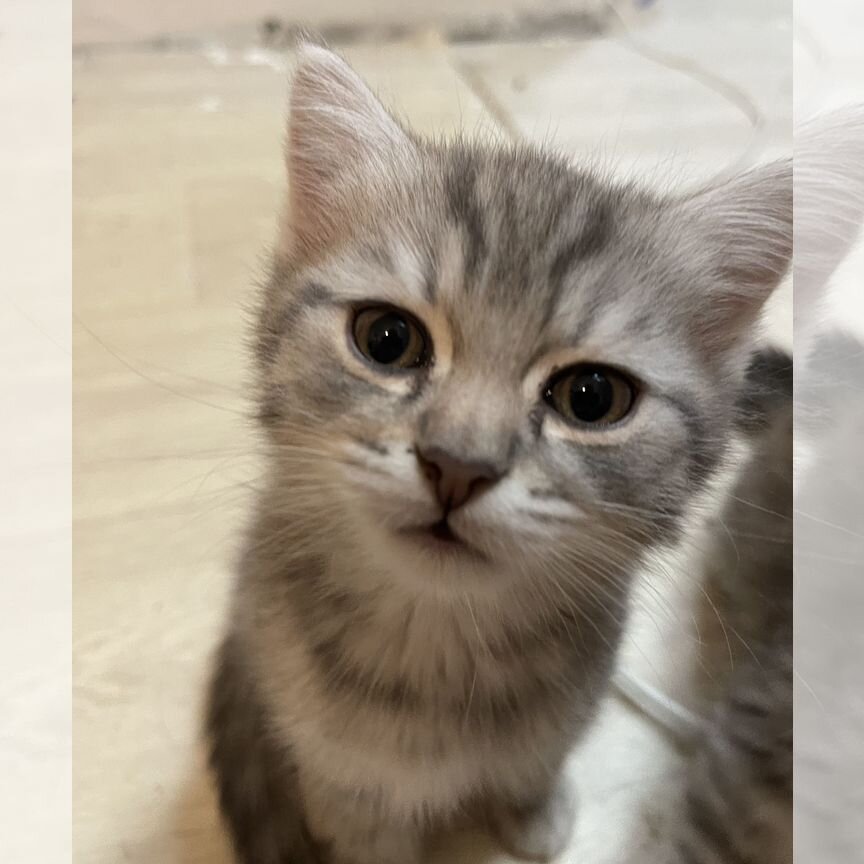 Британский короткошёрстный котёнок