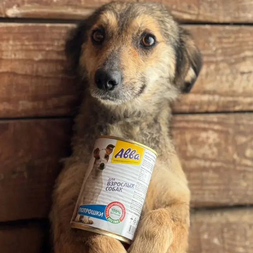 Взрослая собака в добрые руки