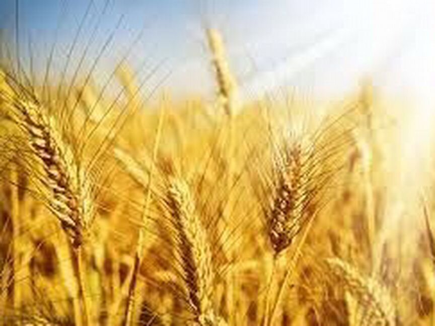 Ячмень зерновой