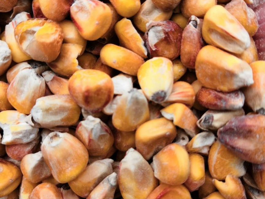 Комбикорм Зерно Витамины Оборудование