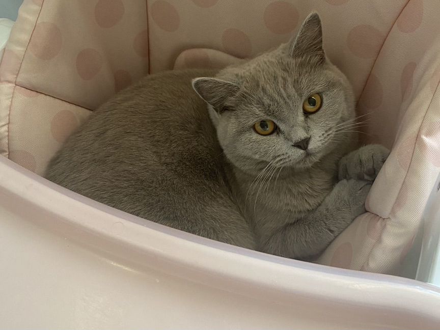 Потерялась кошка