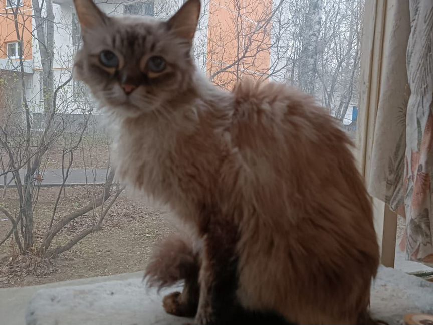 Домашнего кота выгнали в подъезд. Ищет дом