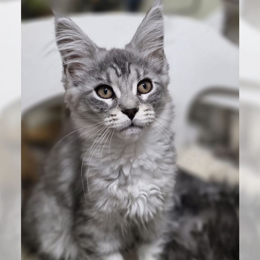 Мейн-кун котёнок