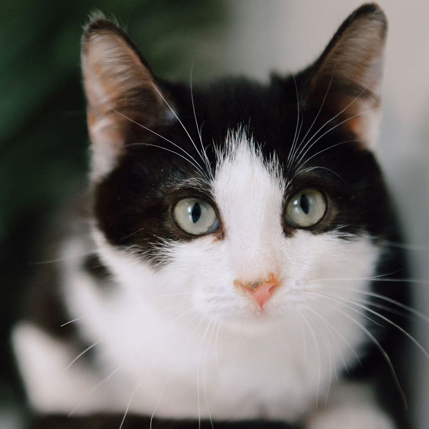 Котёнок из приюта