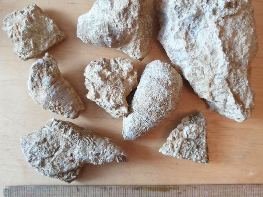 Коралл ругоза окаменелости