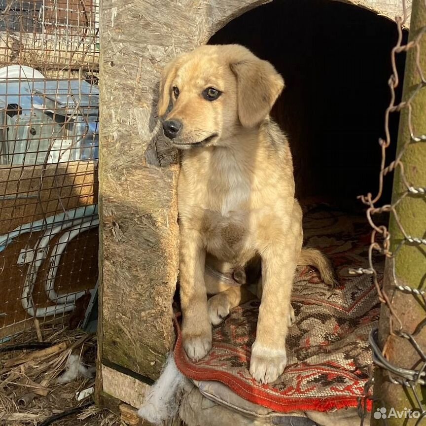 Щенок в добрые руки бесплатно маленький
