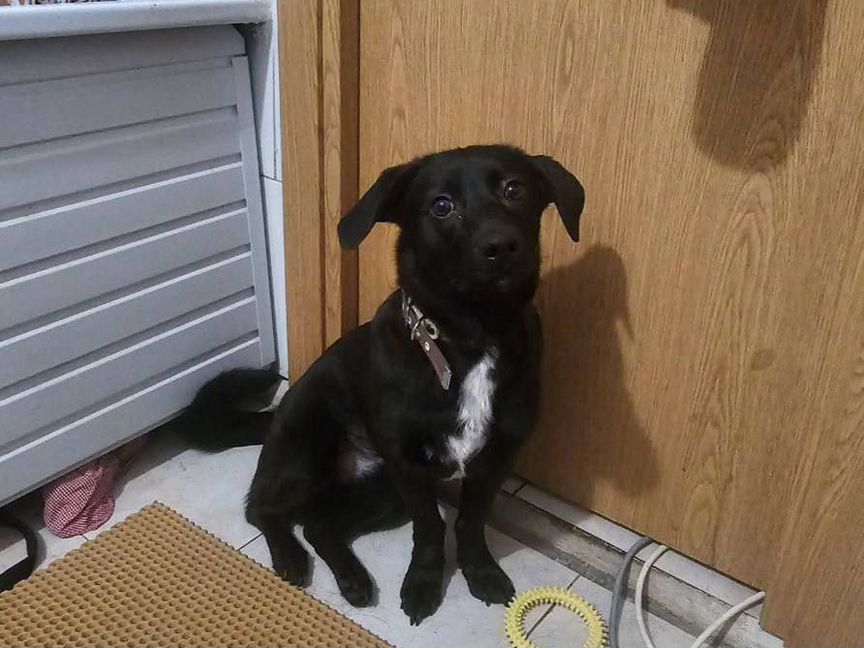 Щенок в добрые руки