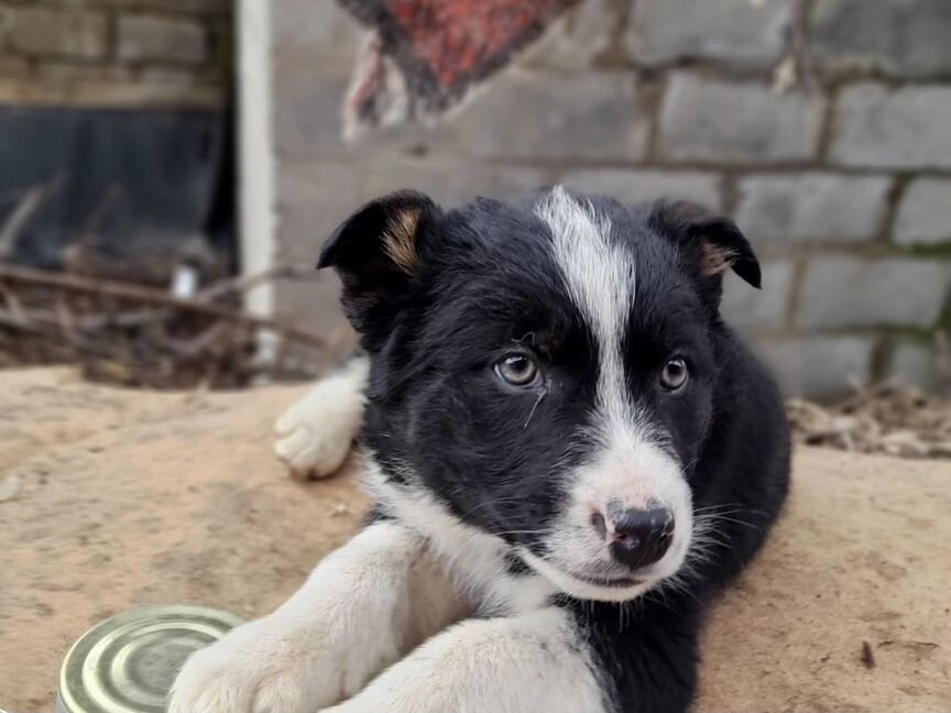 Щенульки ищут дом